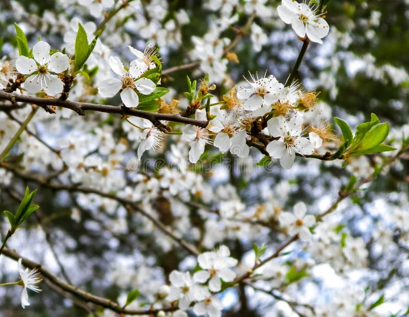 Blooming Mirabelle Tree in Summer Stock Photo - Image of summer ...