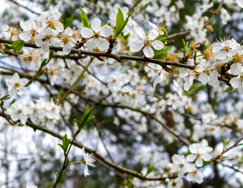 Blooming Mirabelle Tree in Summer Stock Image - Image of nature, branch ...