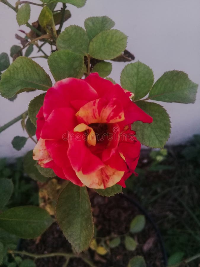 Red rose stock image. Image of beautiful, morning, rose - 106870931