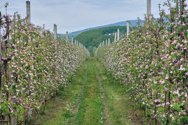 Blooming Modern Apple Orchard. Growing Apples on an Industrial Scale ...