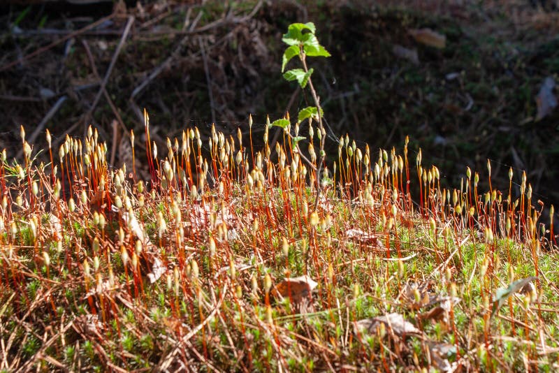 Blooming Moss in the Forest, in the Month of May. Stock Image - Image ...