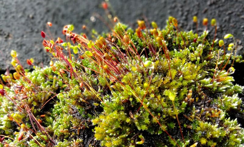 Blooming Moss, Green Moss, Shot of Growing Moss. Stock Photo - Image of ...