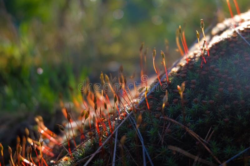 Blooming Moss Macro Photo. Spring Forest Background Stock Image - Image ...