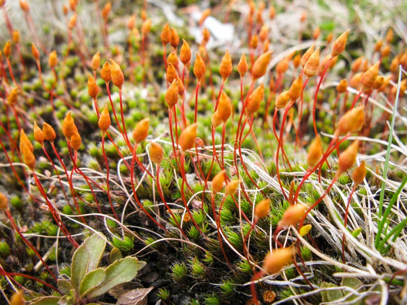 Blooming Moss in the Mountains Stock Photo - Image of mountain ...