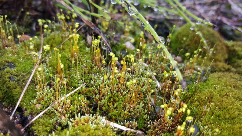 Blooming Moss after Rain with Drops and Blades of Grass Stock Image ...