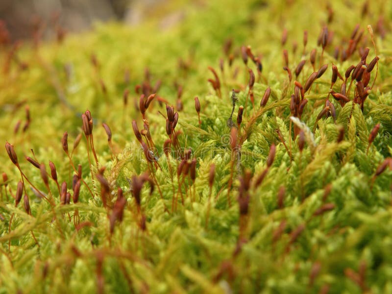 Blooming moss stock photo. Image of moss, plant, macro - 50571852