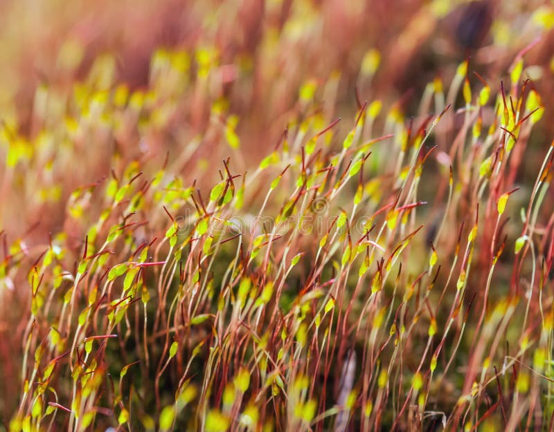 Stone Rim of a Hot Spring with Autumn Leaves Stock Photo - Image of ...