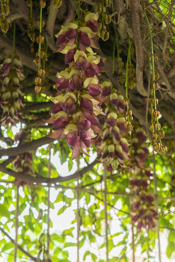 Blooming Mucuna Birdwoodiana Tutch Stock Image - Image of ...