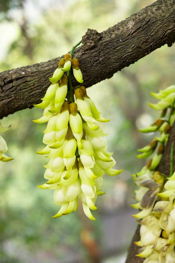 Blooming Mucuna Birdwoodiana Tutch in Spring Vertical Composition Stock ...