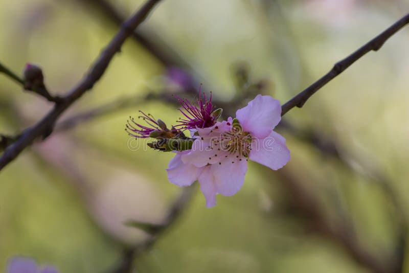 Blooming nectarine flowers stock image. Image of card - 170814369