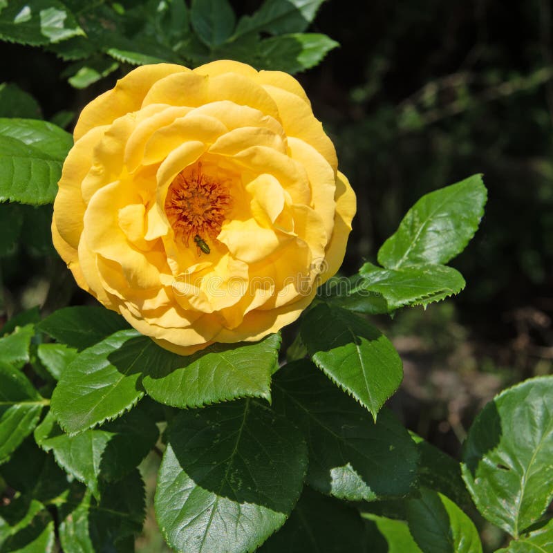 Blooming Noble Roses in the Garden Stock Photo - Image of flower, roses ...