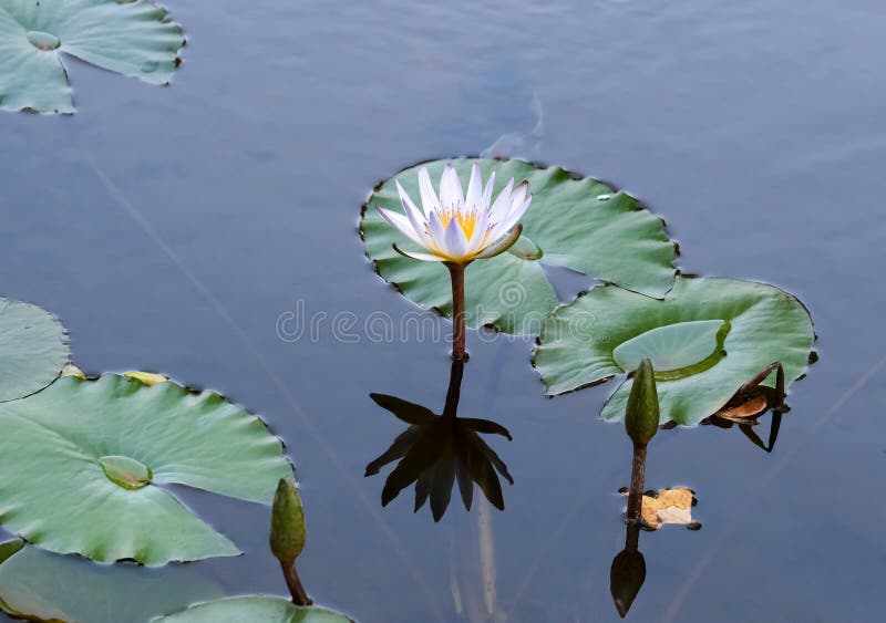 Blooming Nymphea in the Pond (Lat. - Nymphaea Caerulea Stock Photo ...