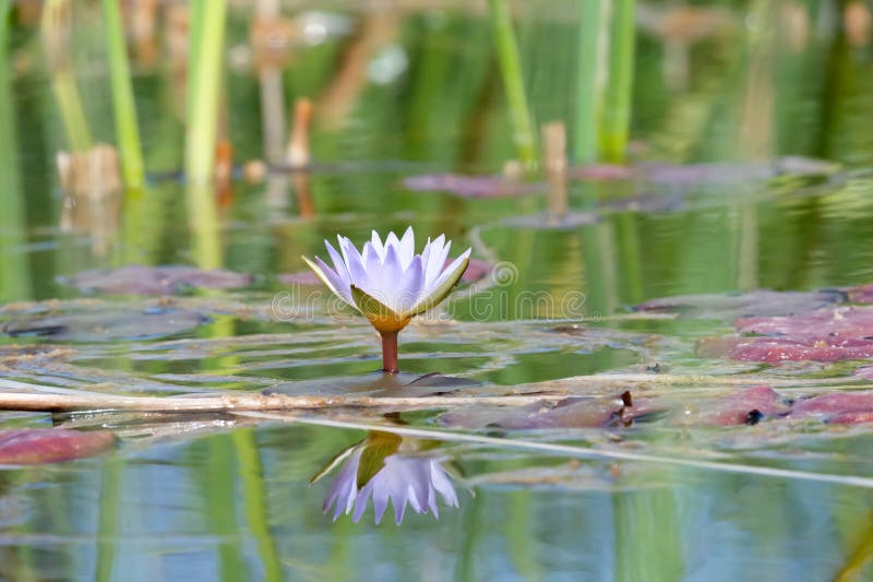 Blooming Nymphea in the Pond (Lat. - Nymphaea Caerulea Stock Photo ...