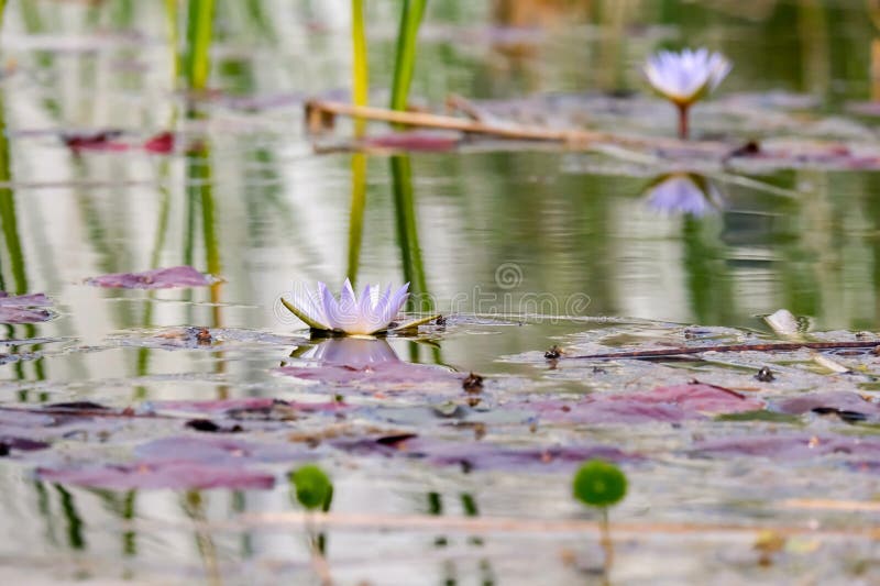Blooming Nymphea in the Pond (Lat. - Nymphaea Caerulea Stock Image ...