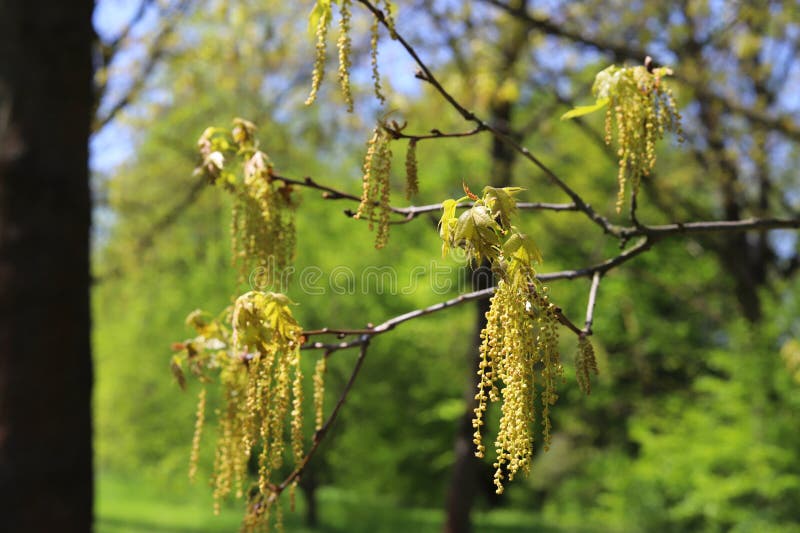 Blooming Oak Tree in the Spring Park, Oak Flowers. Stock Image - Image ...