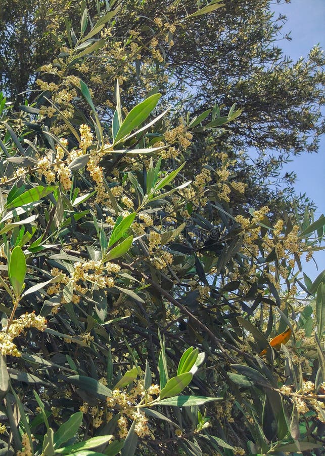 Blooming olive tree stock image. Image of fruit, organic - 117849503