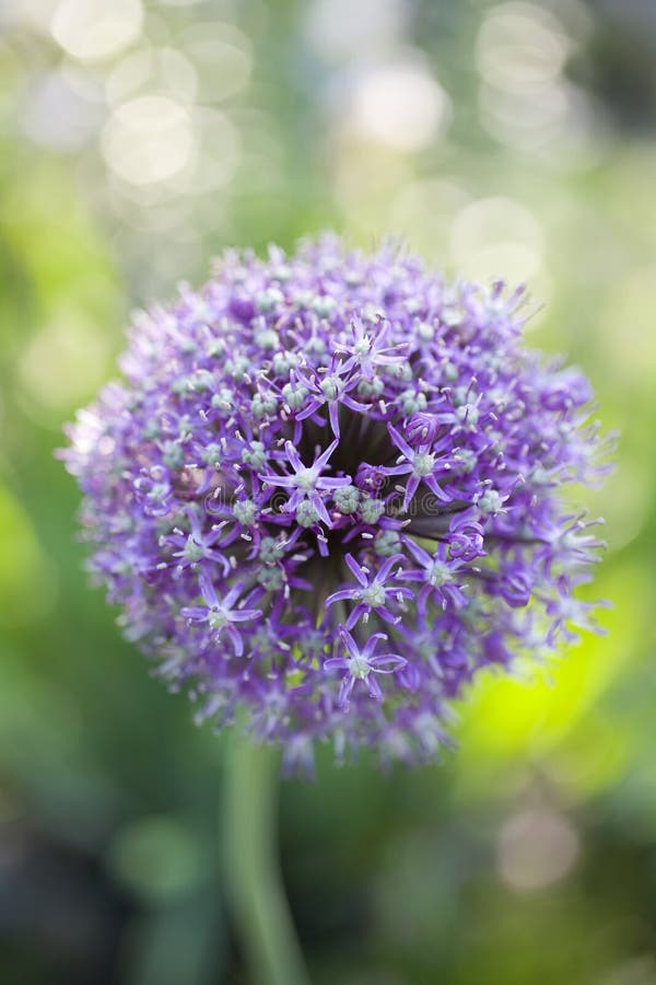 Blooming onion stock image. Image of beautiful, isolated - 18507469