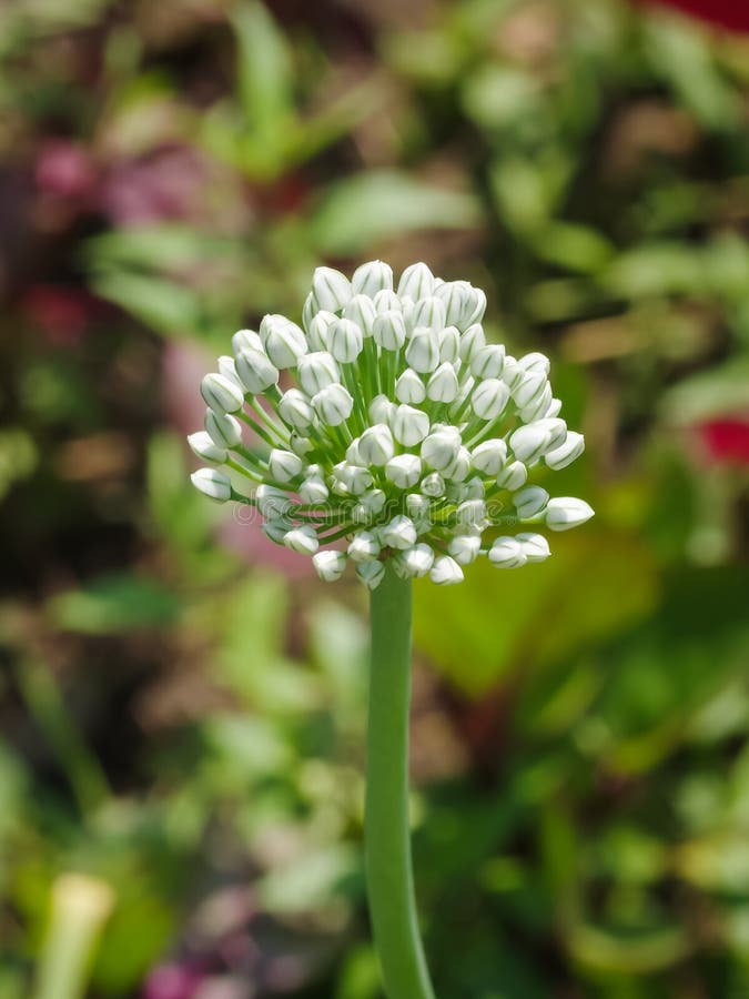 Blooming Onion Flower with Nature Background Stock Image - Image of ...