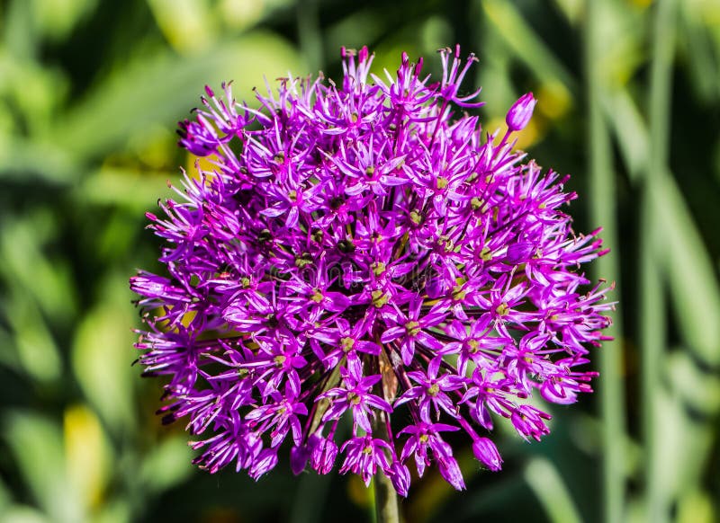 Blooming Onion a Giant in Spring Garden Stock Image - Image of blooming ...