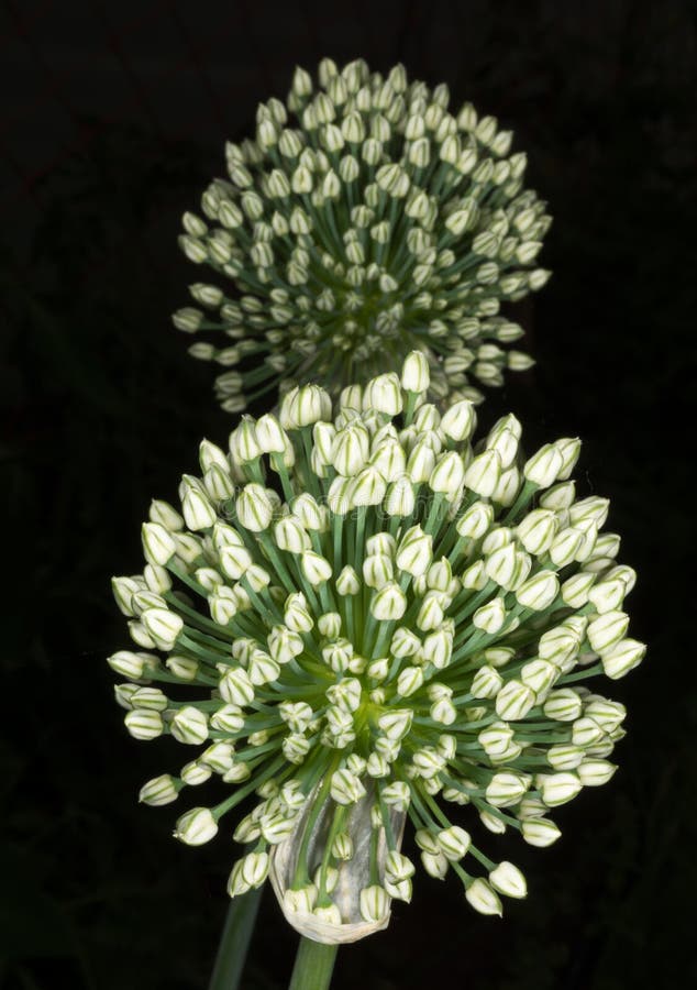 Blooming Onion plant stock image. Image of white, botanical - 73921833