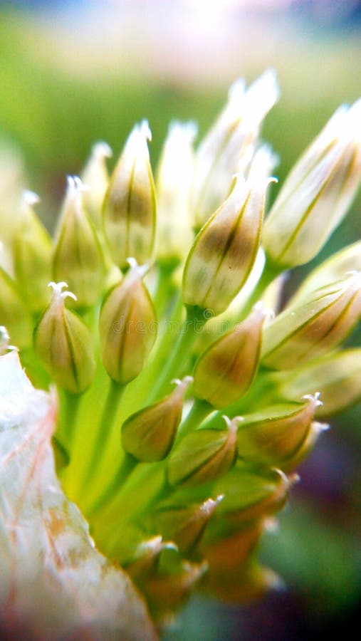Blooming onion stock photo. Image of macro, green, horticultural - 84532002