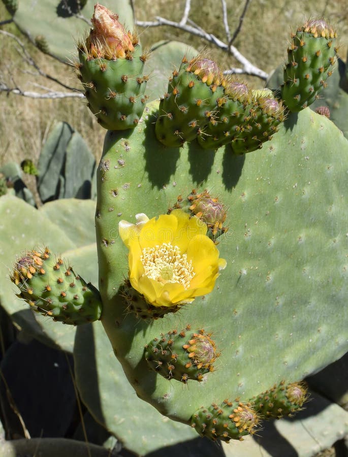 Blooming Opuntia cactus stock image. Image of blossom - 148080731