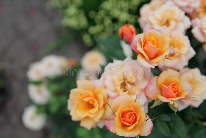 Orange Rose in the Garden. Blooming Orange Colored Rose in Garden with ...