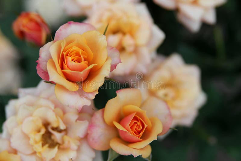 Orange Rose in the Garden. Blooming Orange Colored Rose in Garden with ...
