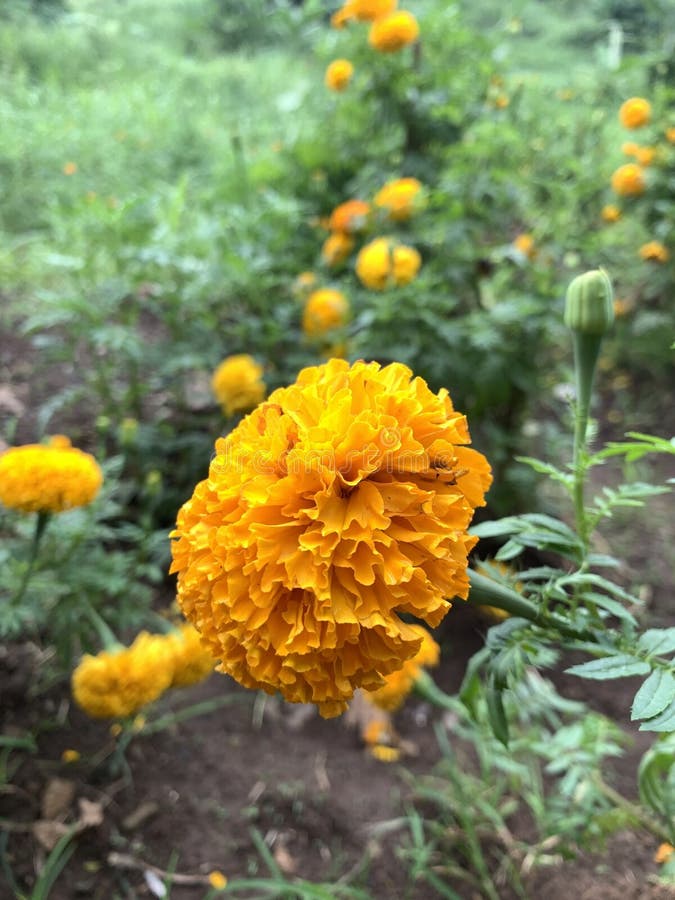 Blooming Orange Marigold Flower in a Garden Stock Photo - Image of ...