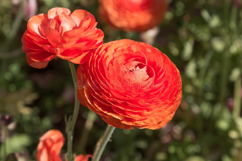 Orange ranunculus bouquet stock photo. Image of flowers - 30991868
