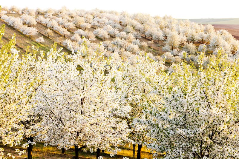 Blooming Orchard in Spring, Czech Republic Stock Image - Image of ...