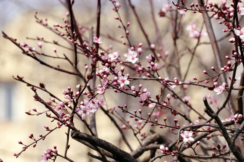 Blooming Orchard Tree in Springtime. Japanese Cherry â€“ Sakura Tree ...