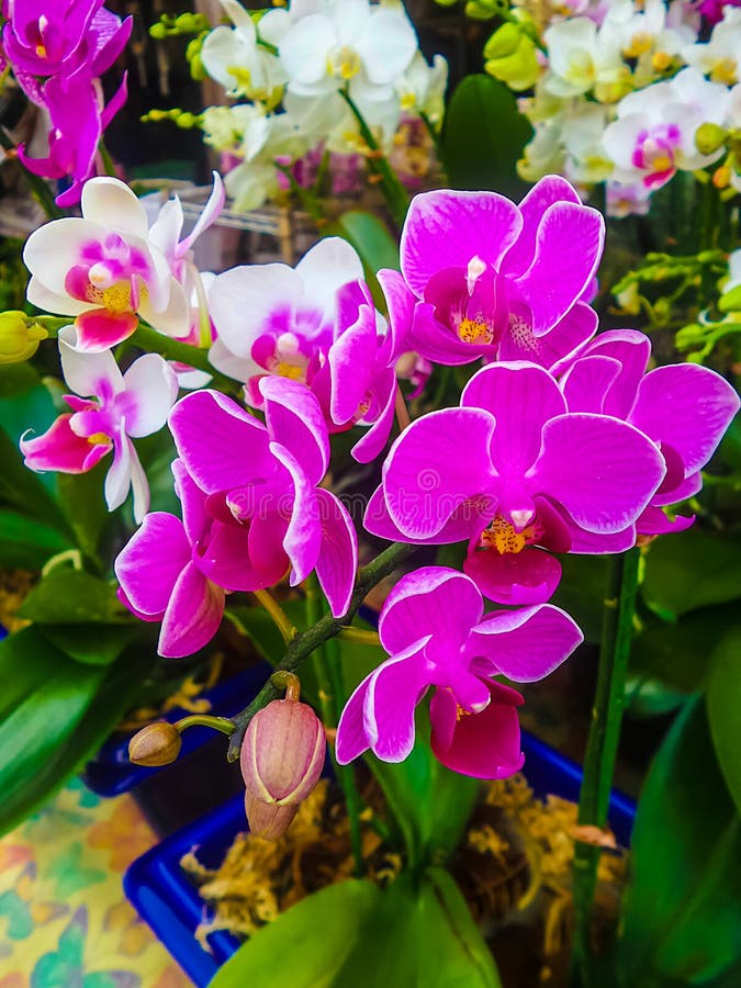 Blooming orchid stock photo. Image of flora, orchids - 99956956