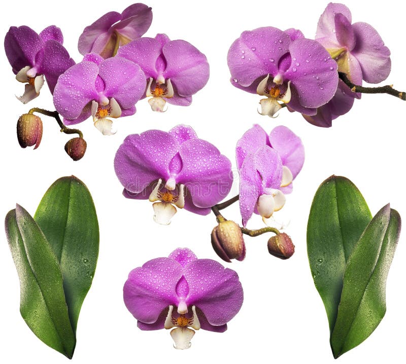 Blooming Orchid Dew Drops Collage Isolated Stock Photos - Free ...