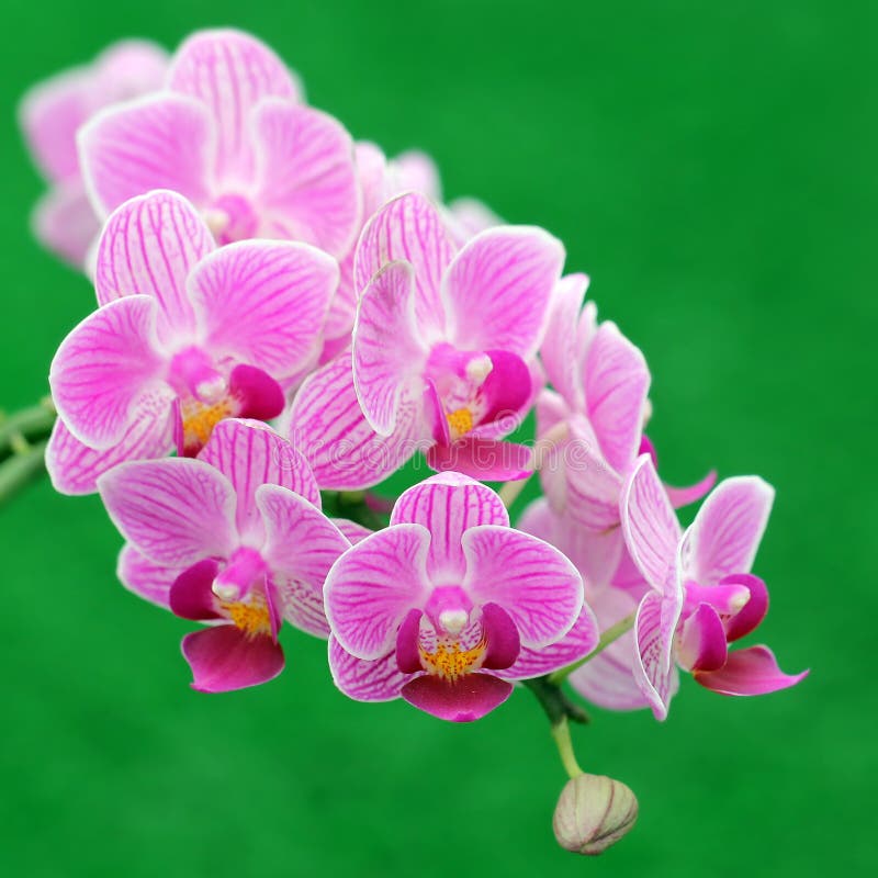 Blooming orchid stock photo. Image of branch, flower - 35473294
