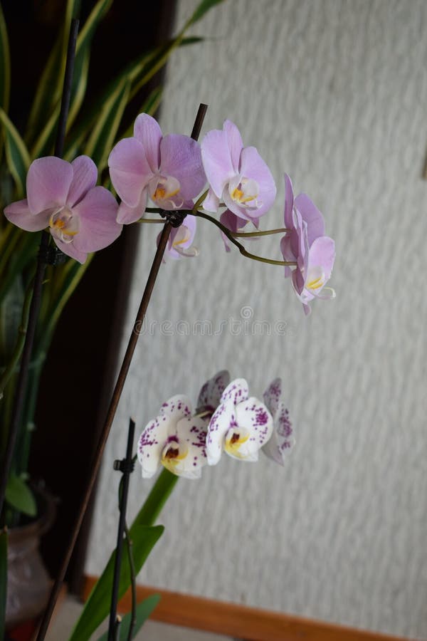 Two different orchids stock photo. Image of plant, yellow - 253886862