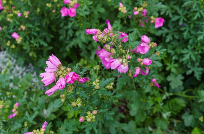 Blooming Pale Pink Mallow. Beautiful Delicate Pink Mallow Flowers on a ...