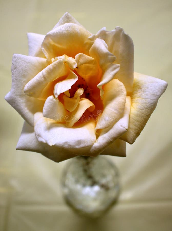 Blooming pale yellow rose stock photo. Image of blossom - 94831030
