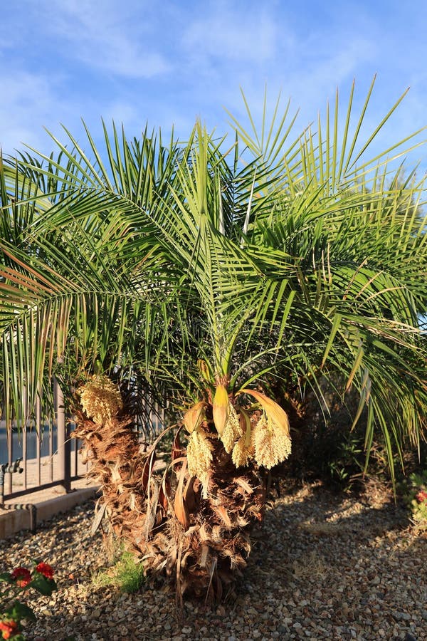 Blooming Palm Tree in Spring Stock Image - Image of seed, floral: 317217803