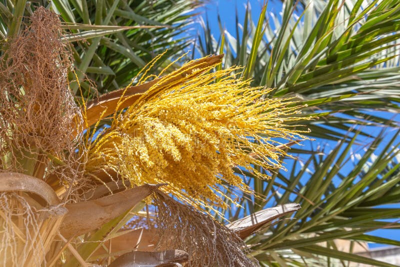 Blooming Palm Tree with Yellow Flowers Stock Photo - Image of branch ...