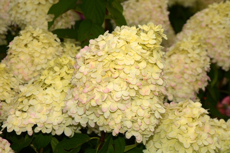 Blooming Panicled Hydrangea or Hydrangea Paniculata , Shrub of H Stock ...