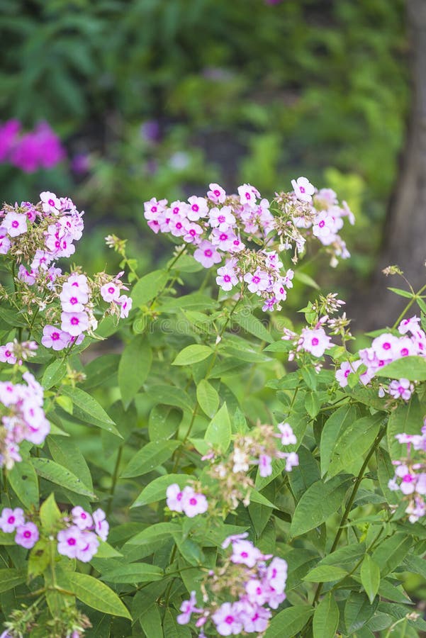 Blooming Panicled Phlox Flowers in a Summer Garden Stock Photo - Image ...