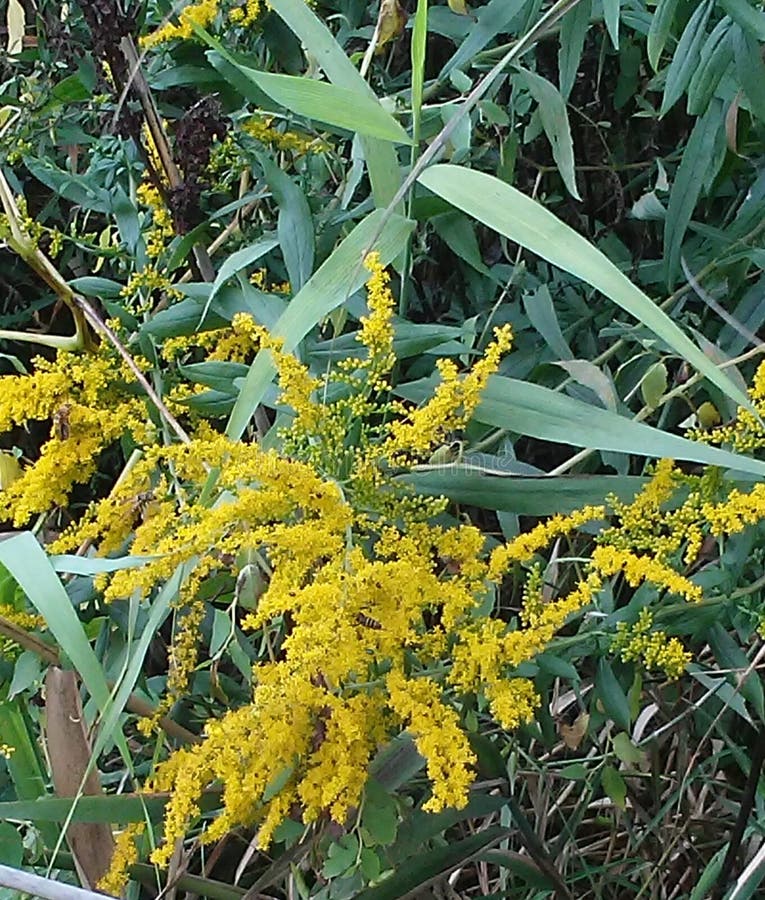 Goldenrod in bloom stock photo. Image of colorful, goldenrod - 99851388