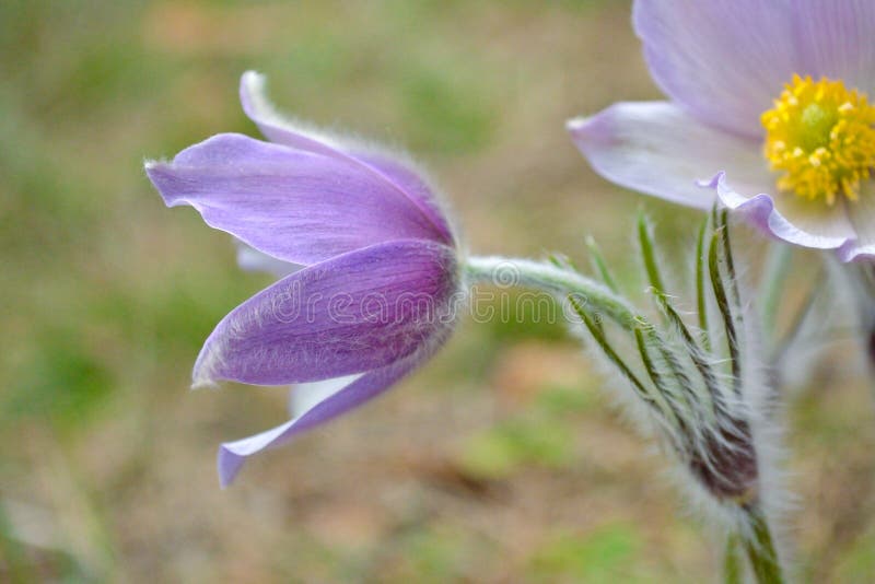 Blooming Pasque Flowers [Pulsatilla] Stock Photo - Image of yellow ...