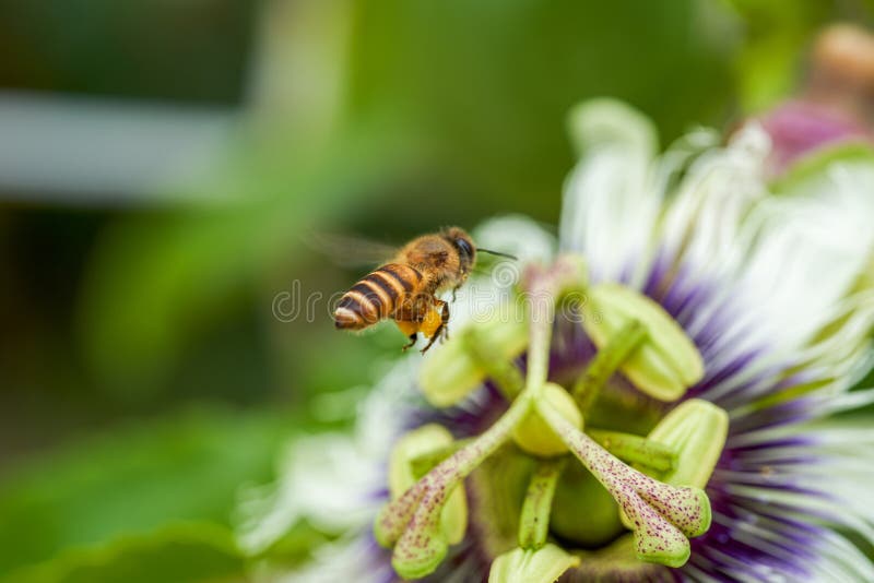 A Blooming Passion Fruit Flower with a Bee Picking Nectar Stock Photo ...