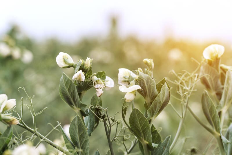 Blooming Pea, Field of Young Shoots and White Flowers Stock Image ...