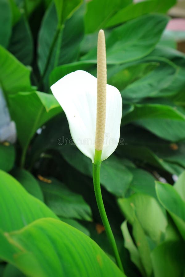 Blooming Peace Lily (Spathiphyllum) Stock Illustration - Illustration of floral, spring: 375942727