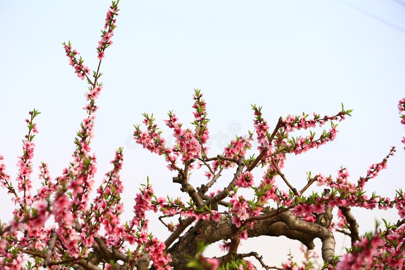 Blooming Peach Blossom, Very Beautiful Stock Photo - Image of plants ...