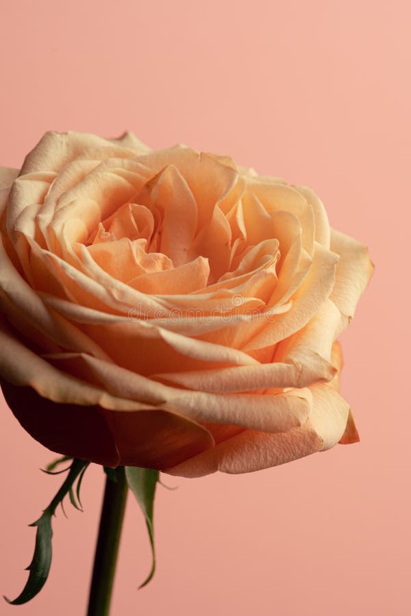 A Blooming Peach-colored Rose Against a Soft Pink Backdrop Stock Image ...