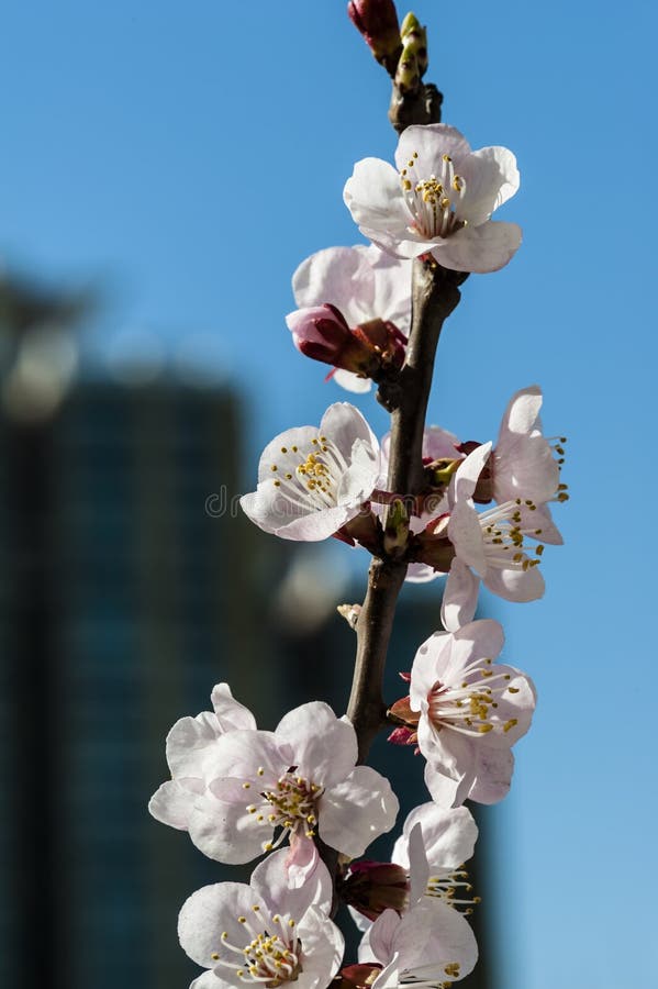 Blooming peach flower stock photo. Image of peach, beautiful - 32220178